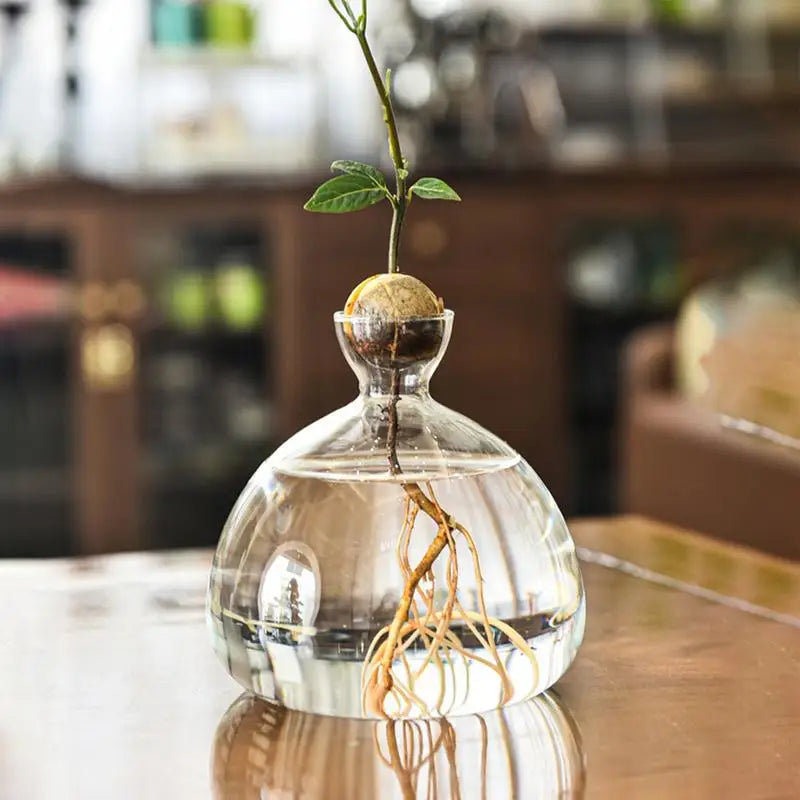 Glass Propagation Vase With Root Display Stand on Luulla